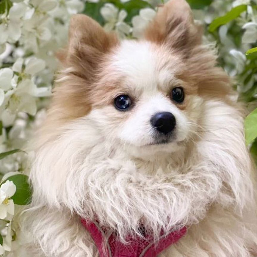 Немецкий шпиц, взрослая собака