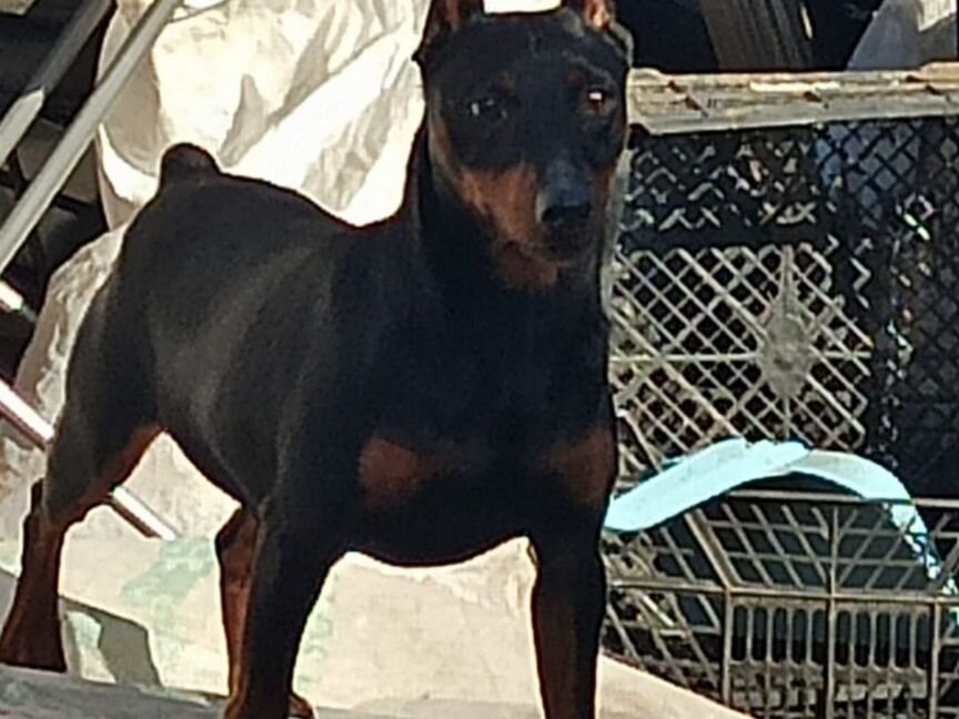 Цвергпинчер кобель бесплатно