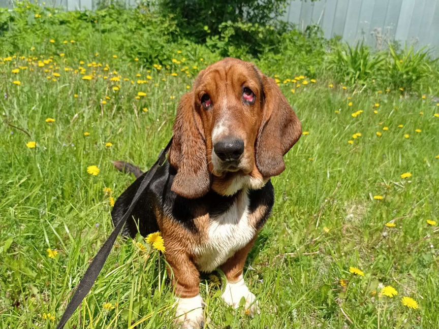 Бассет хаунд