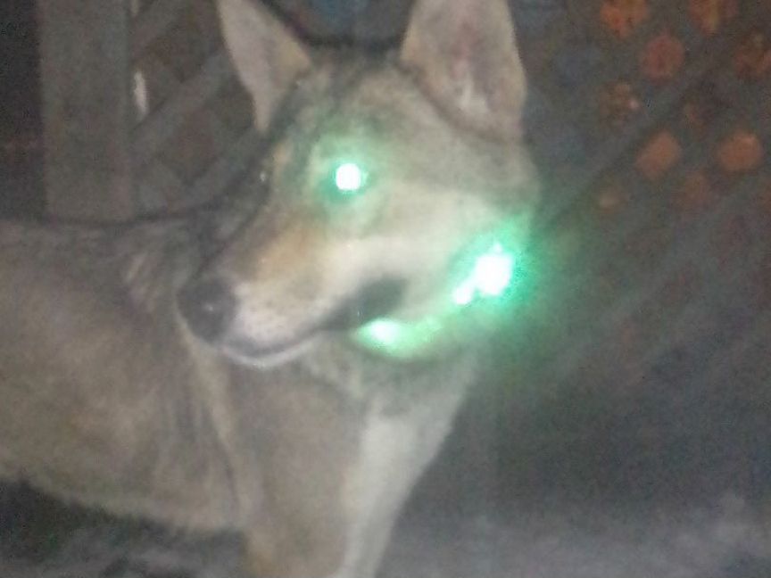 Не обычная лайка Джесси