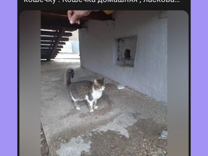 Кошечка Малышка