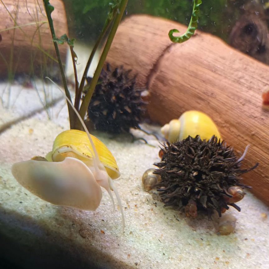 Улитки ампулярии желтые