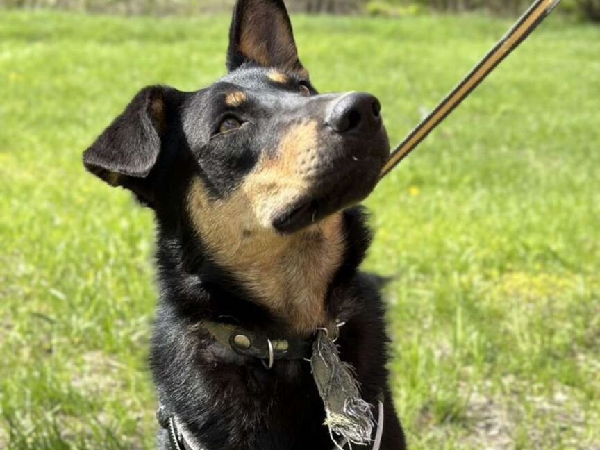 Красавец-пёс Ричард в поисках дома