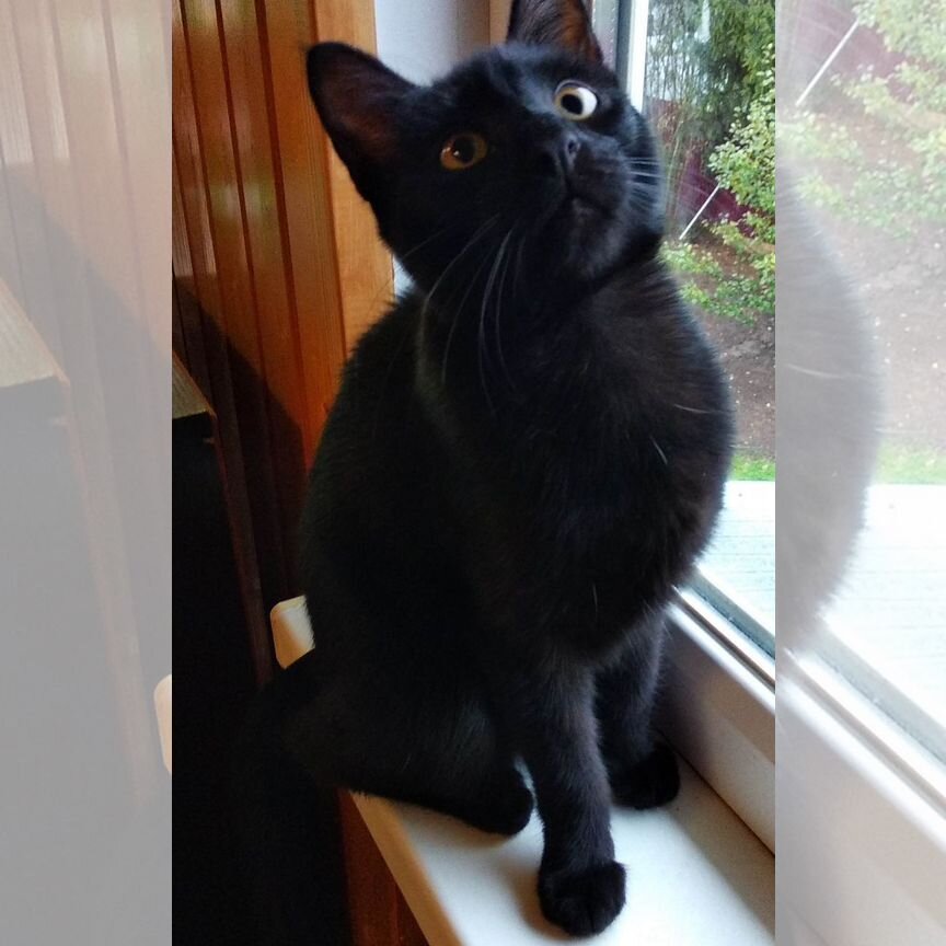 Девочка, ищет добрые,надёжные ручки