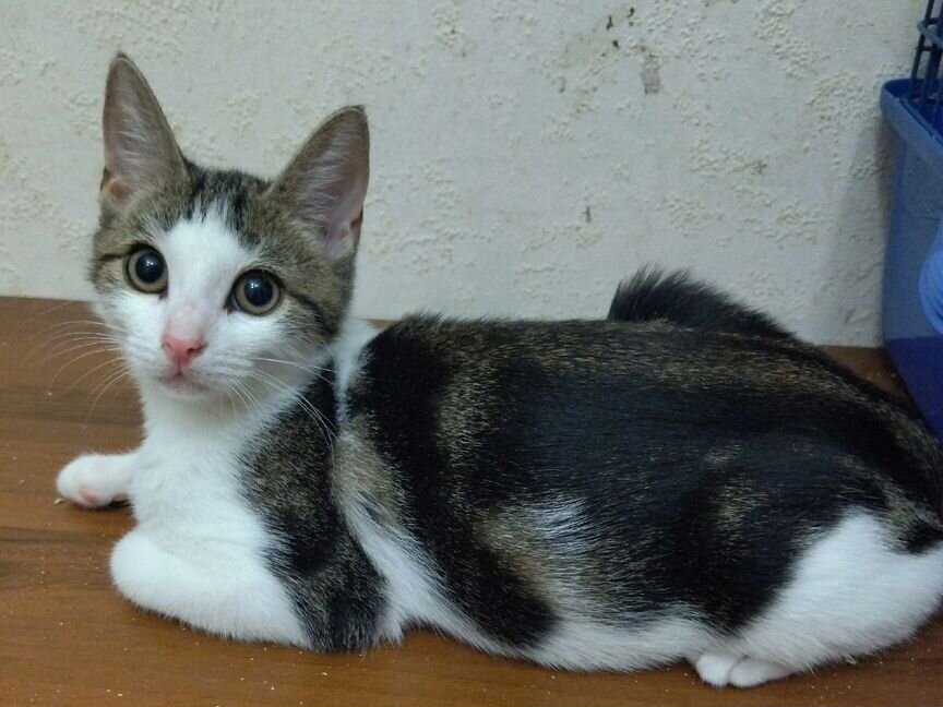 Матвеюшка ищет дом