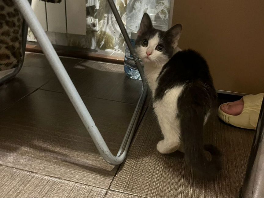 Найдена кошка