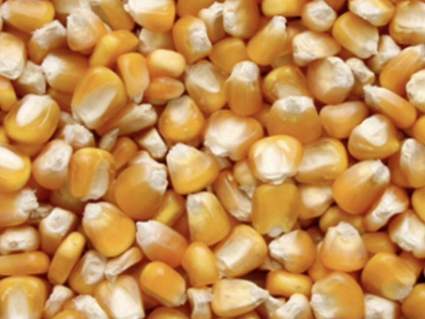 Кукуруза