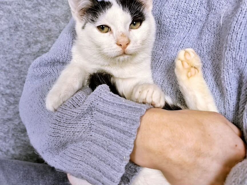 Котенок Кай в добрые руки