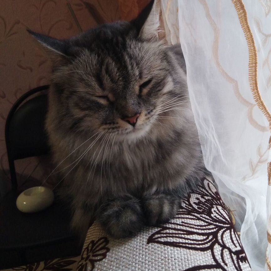 Взрослый кот в добрые руки