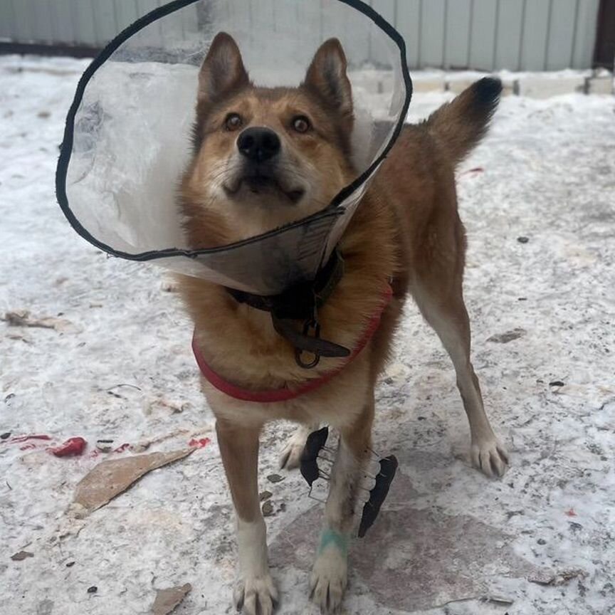 Собака в добрые руки