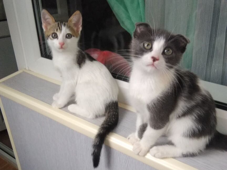 Котятки от домашней кошечки