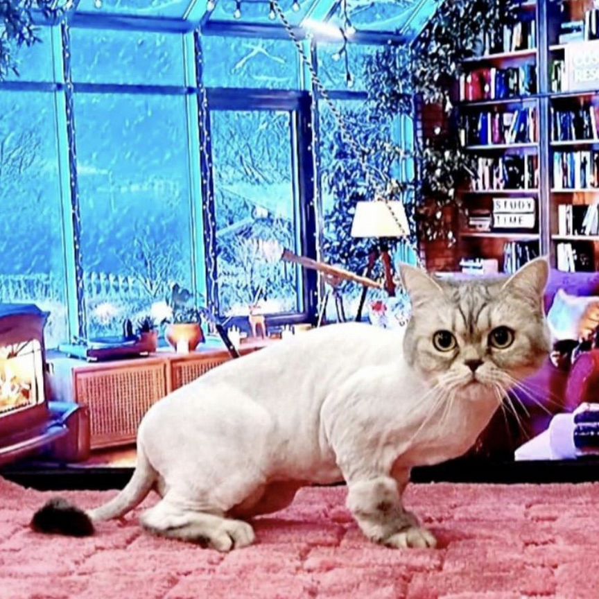 Кошка британская девочка