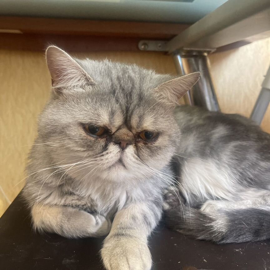 Котики экзотики