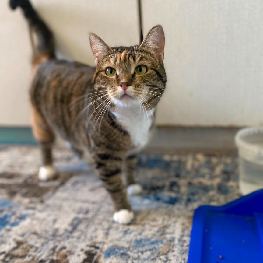 Кошечка ищет передержку