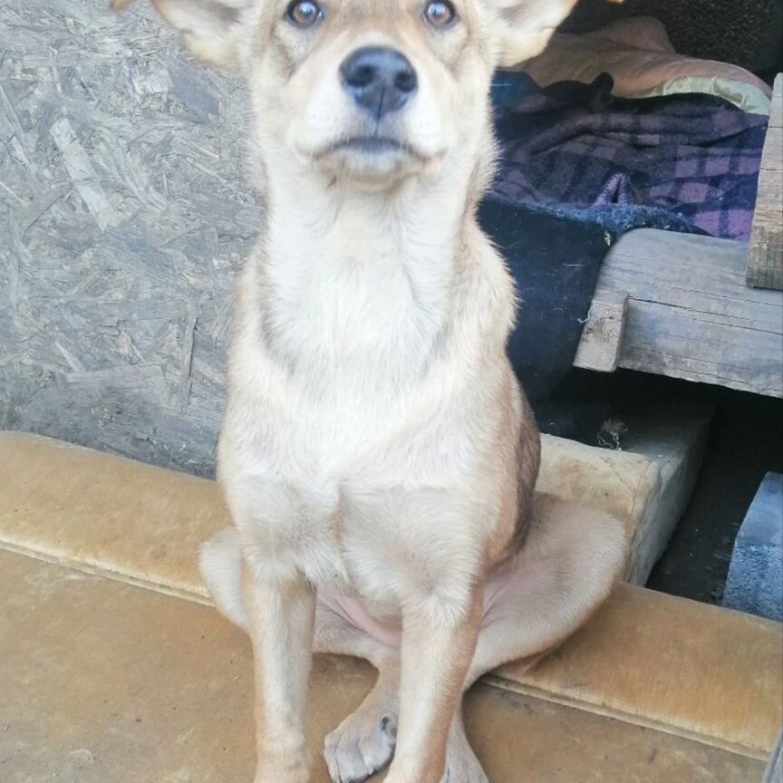 Молоденькая собачка