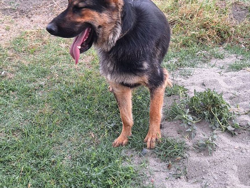 Французская овчарка