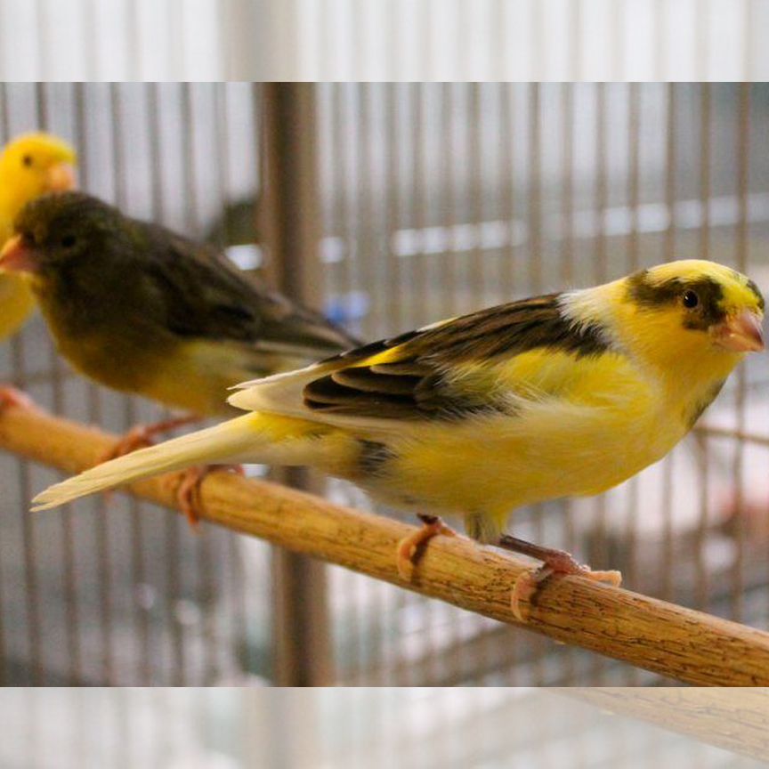 Певчие птицы