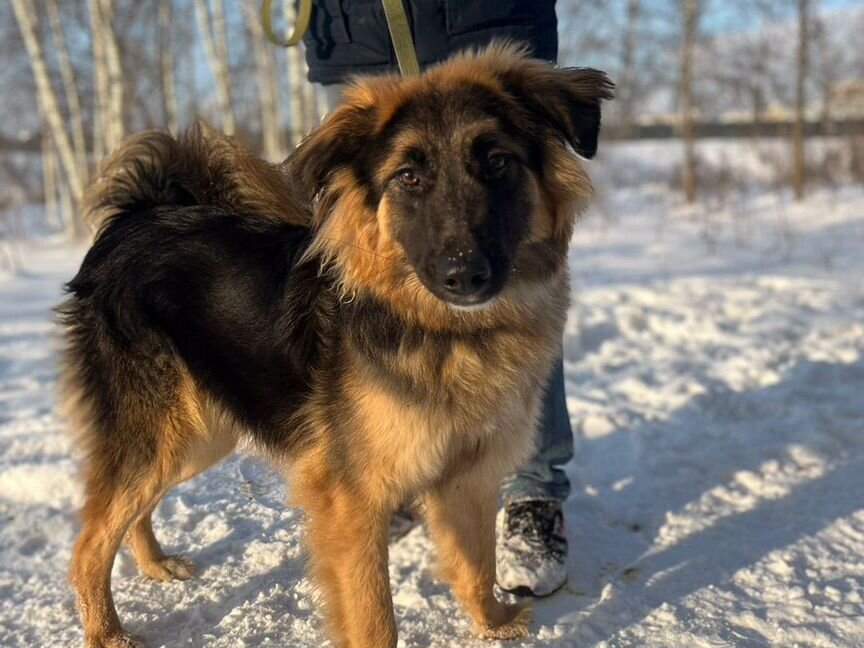 Подросток шенок из приюта