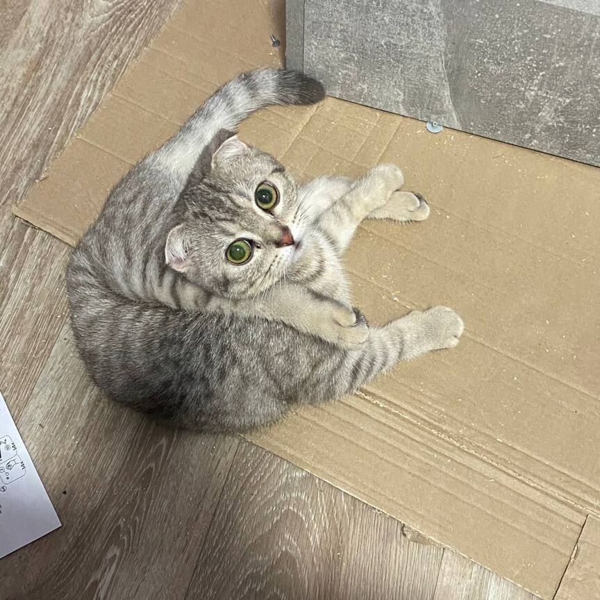 Шотландская вислоухая длинношёрстная, взрослая кошка