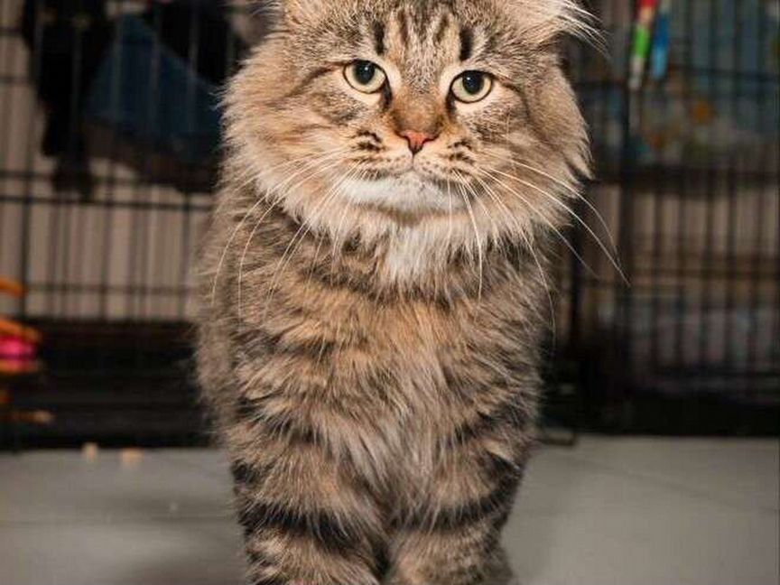 Пушистый красавец ищет дом