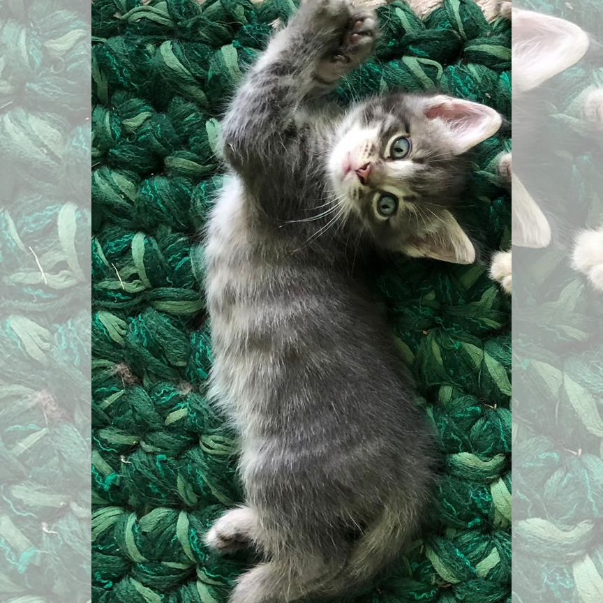 Котята