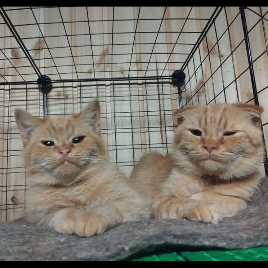 Милашки кошки ищут дом, страдают в клетке