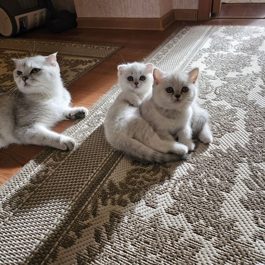 Шиншиловые серебристые котята