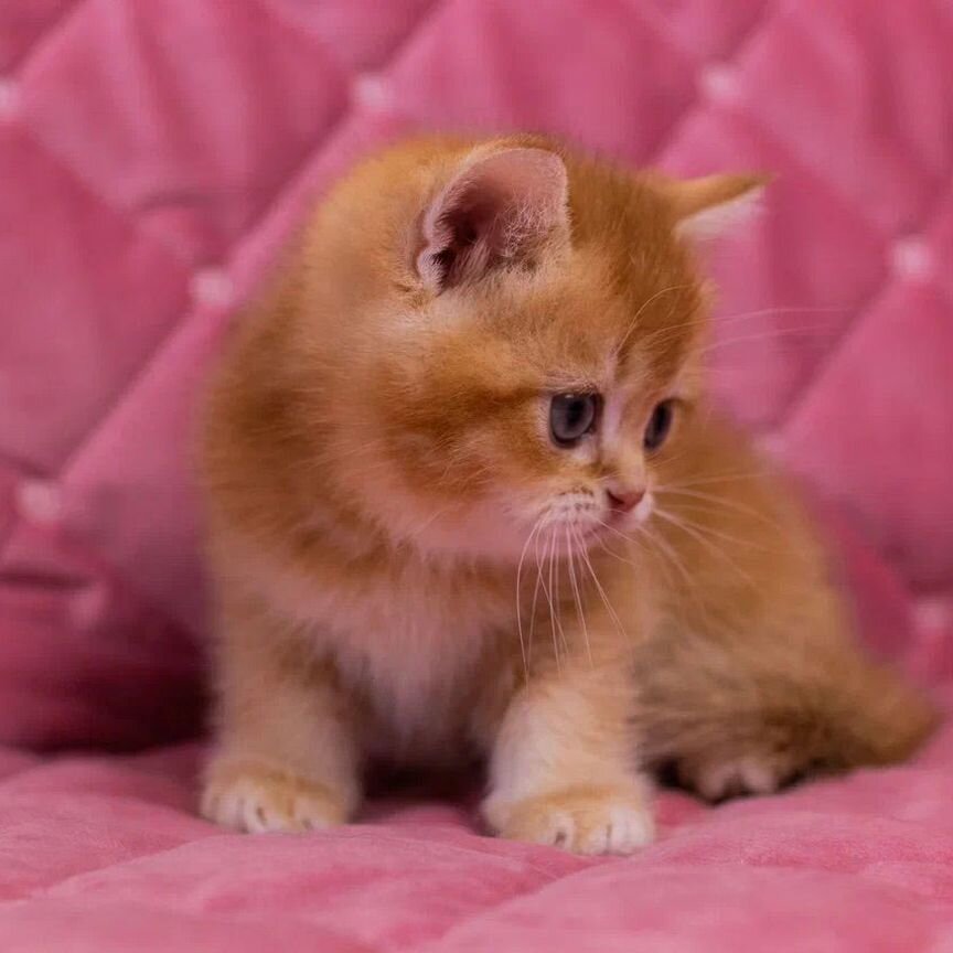 Котенок мальчик британская золотая шиншилла