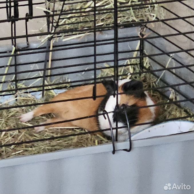 Морская свинка (2 мальчика)