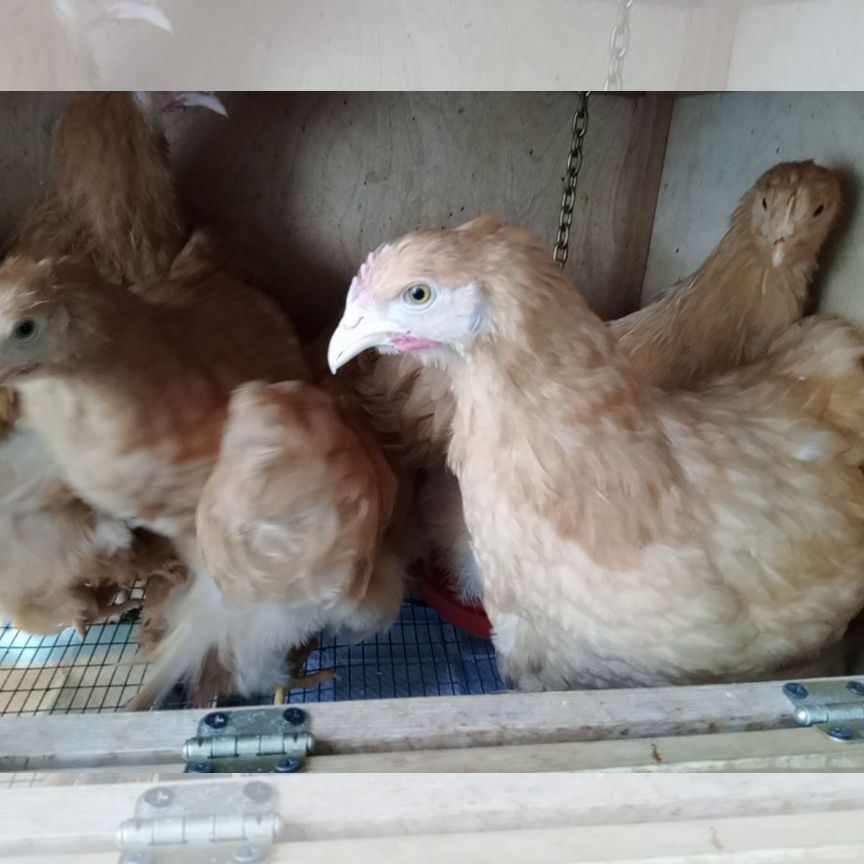 Петухи Палевого Кохинхина продажа или обмен