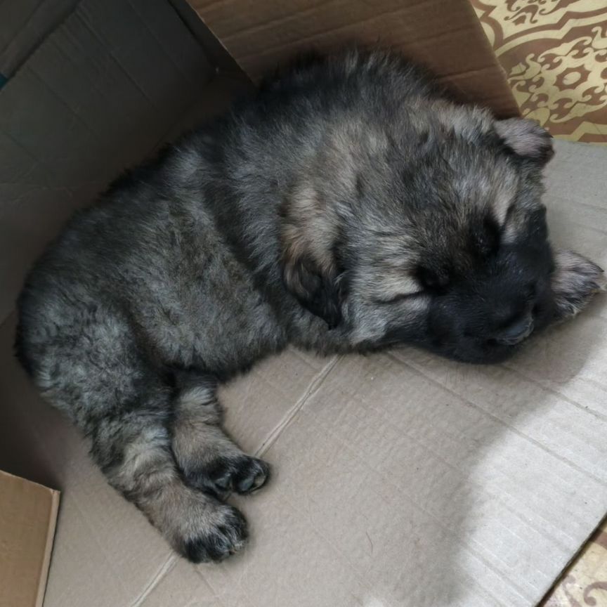 Щенок в добрые руки