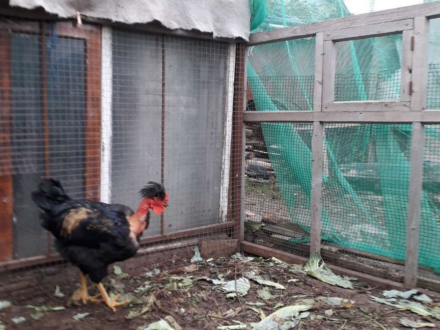 Петух 1 штук порода голошейных