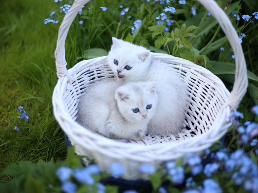 Британские котята серебристые шиншиллы ns11 ns1133