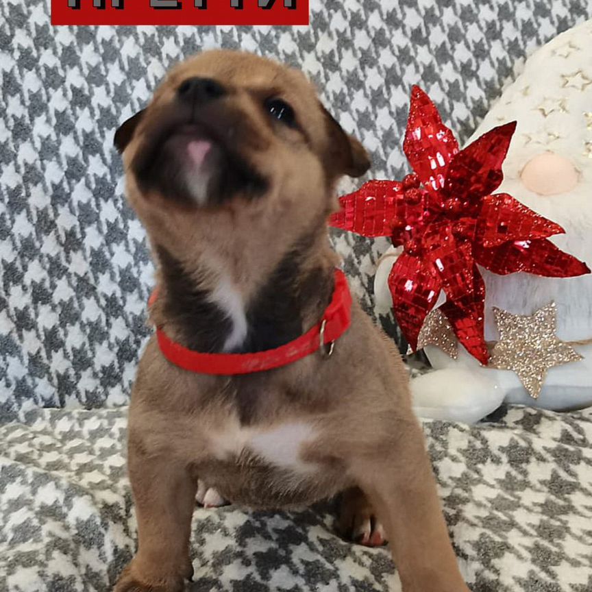 Претти - девочка кадебо