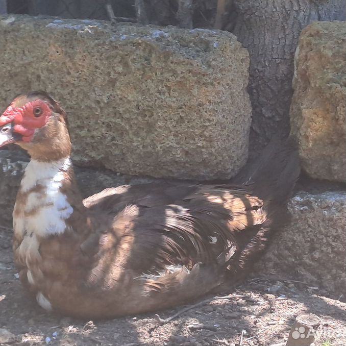 Продам петухов, индоуток, кроликов,курей