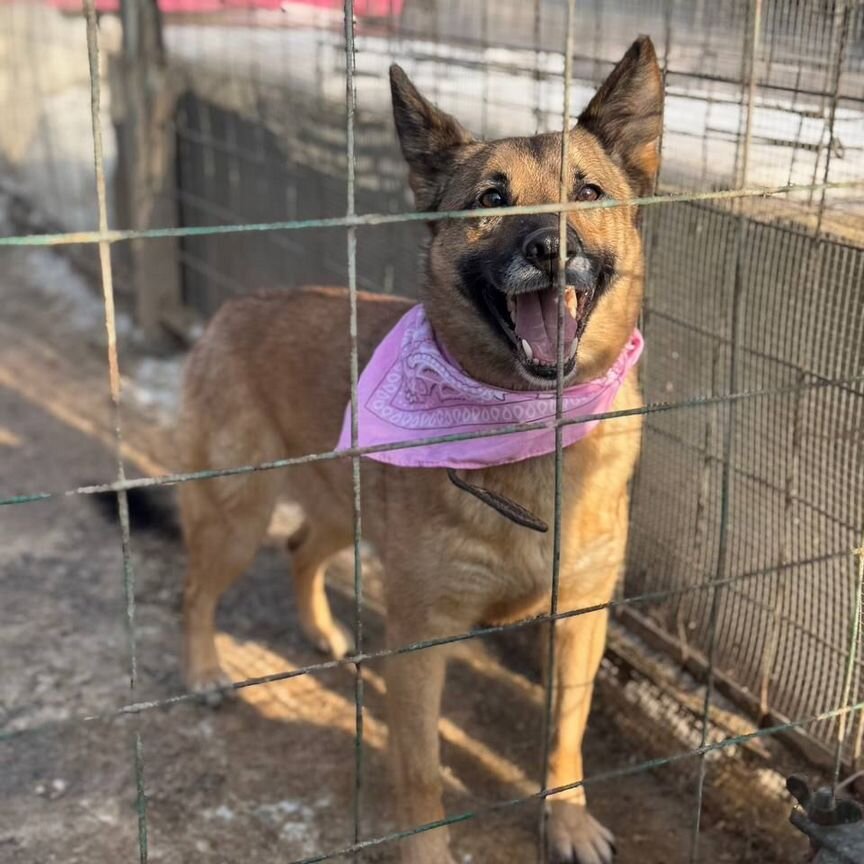 Молодая Ларочка ждёт с нетерпение хозяина в приюте