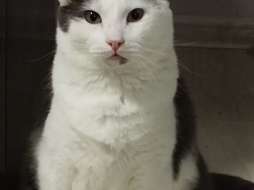 Кастрированный Тошенька ищет дом