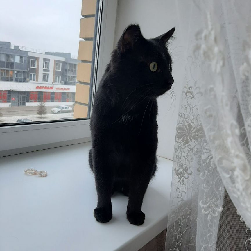 Чёрный кот