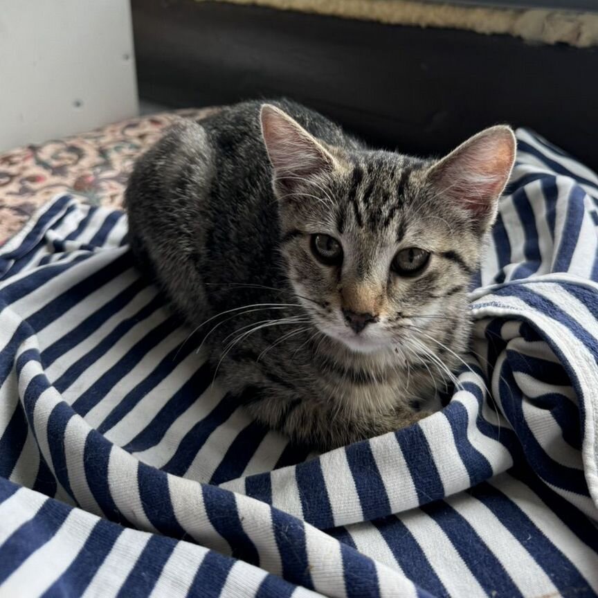 Котенок бесплатно
