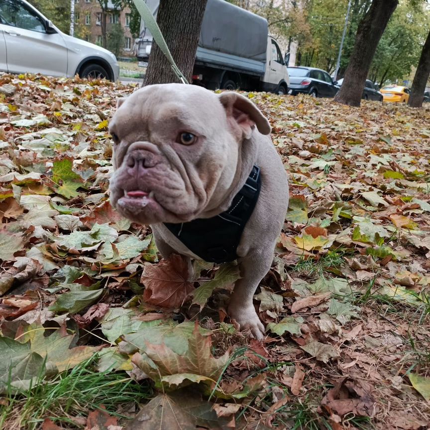 Амбулли экзот