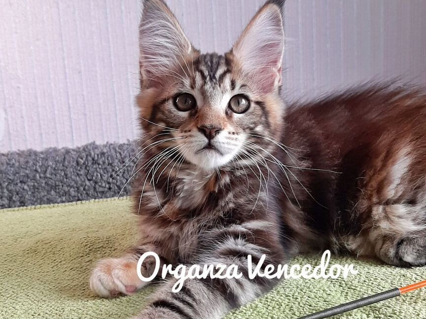 Чистокровный Мейн-кун