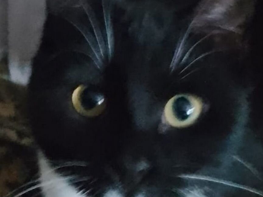 Я принцесса, на меня аллергия