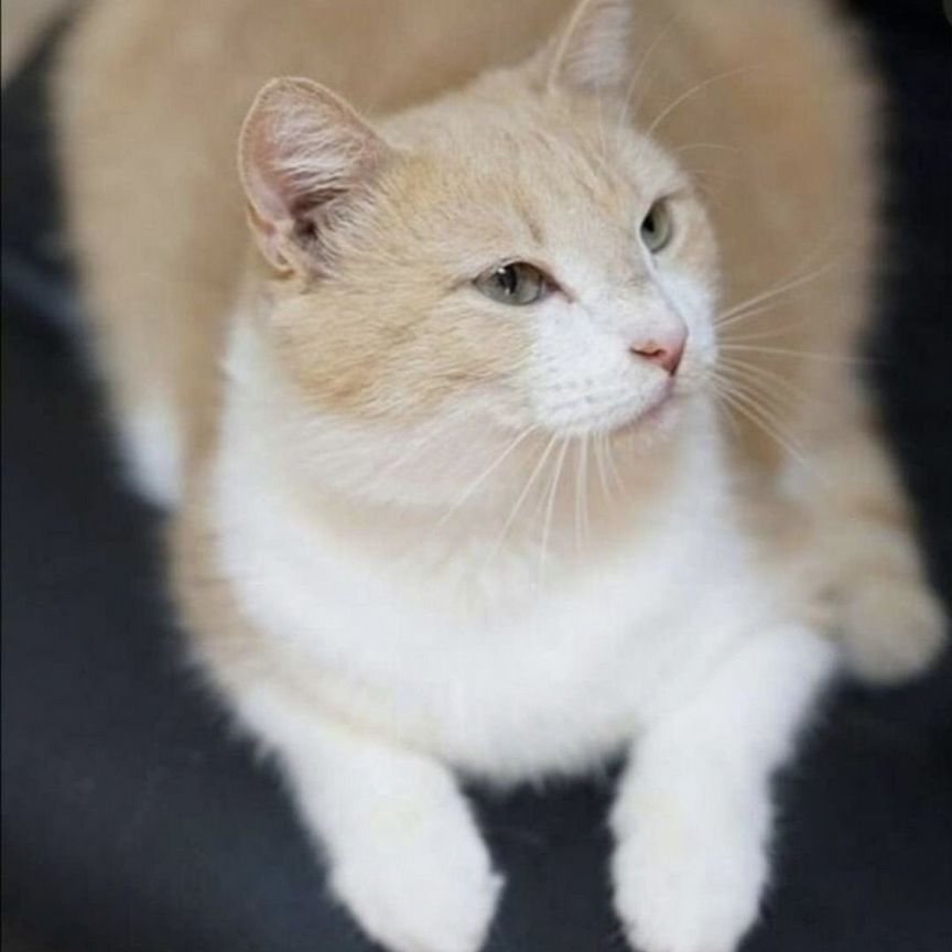 Кошки в добрые руки