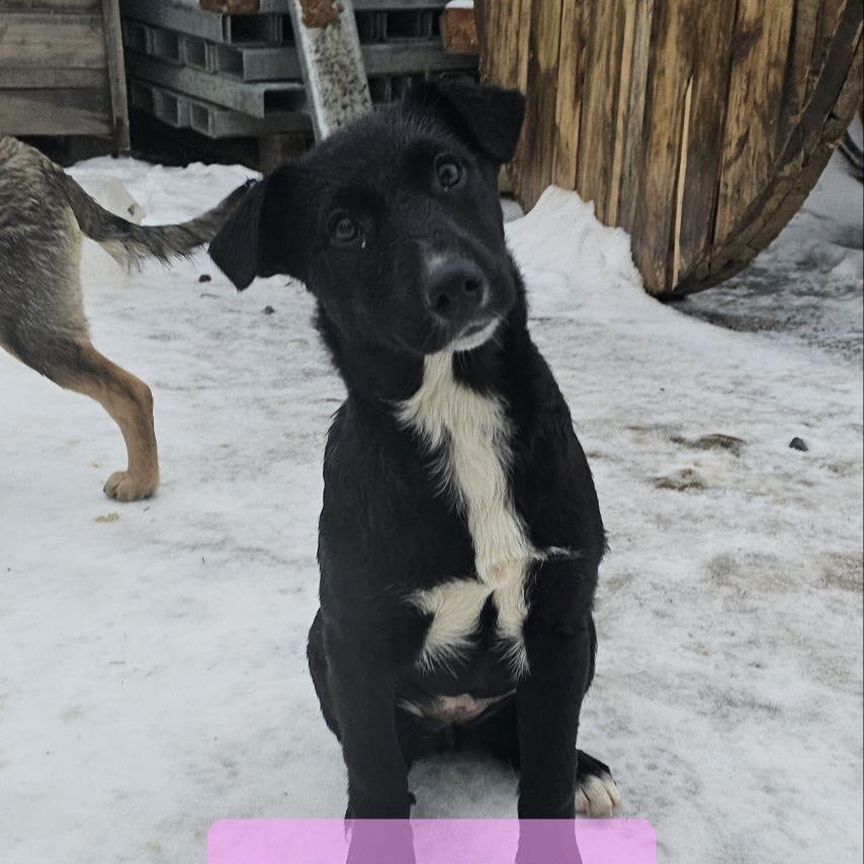 Щенки в добрые руки