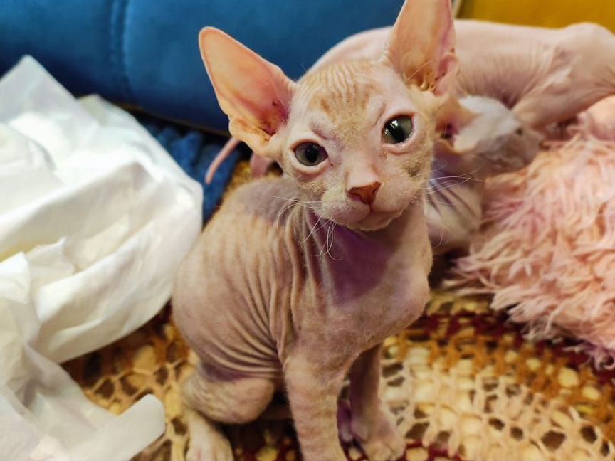Котята донской сфинкс