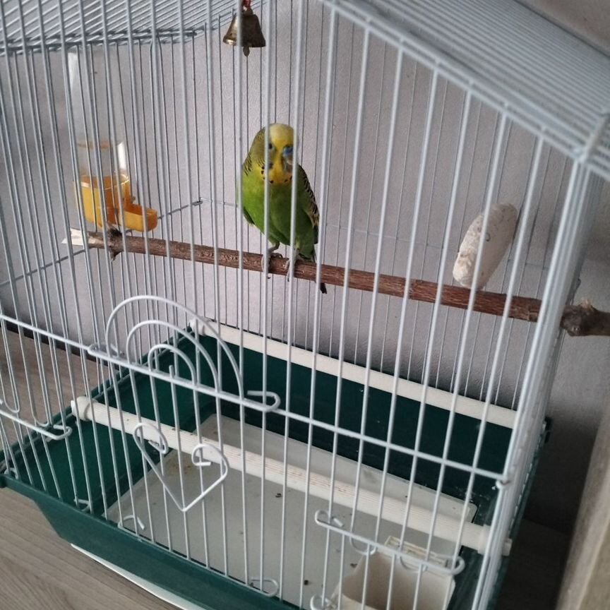 Волнистый попугай