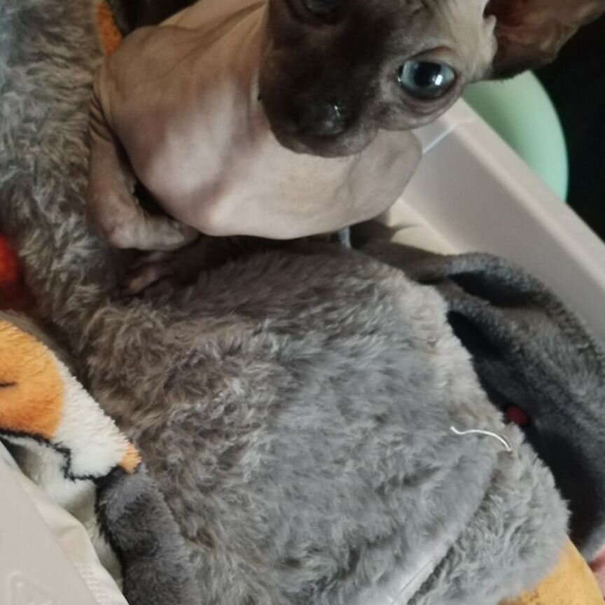 Продам котёнка