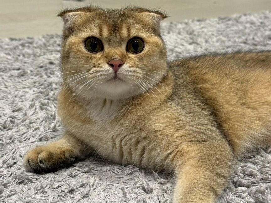 Шотландские вислоухие котята золотая шиншилла
