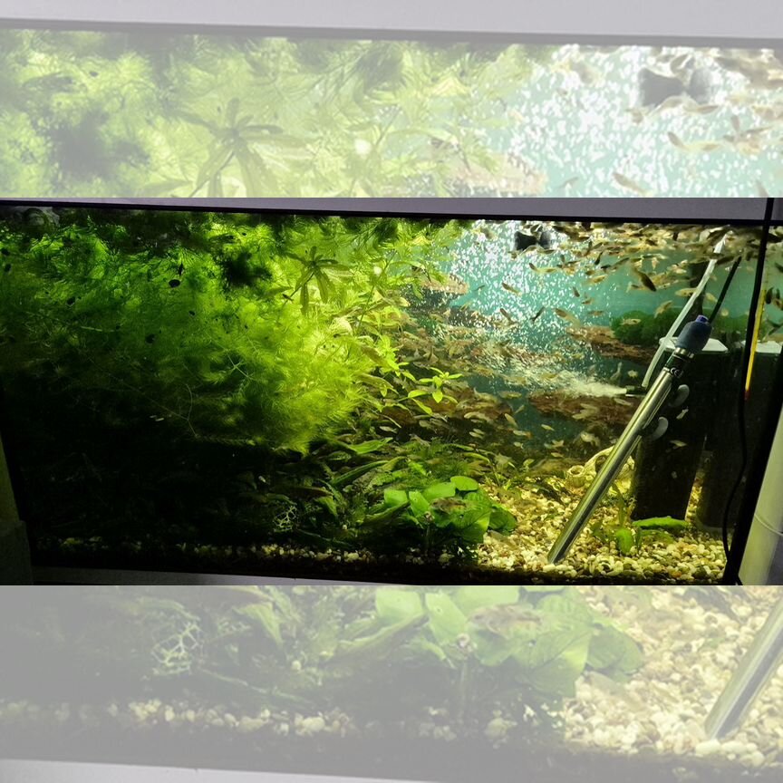 Аквариум зелаква карон 160