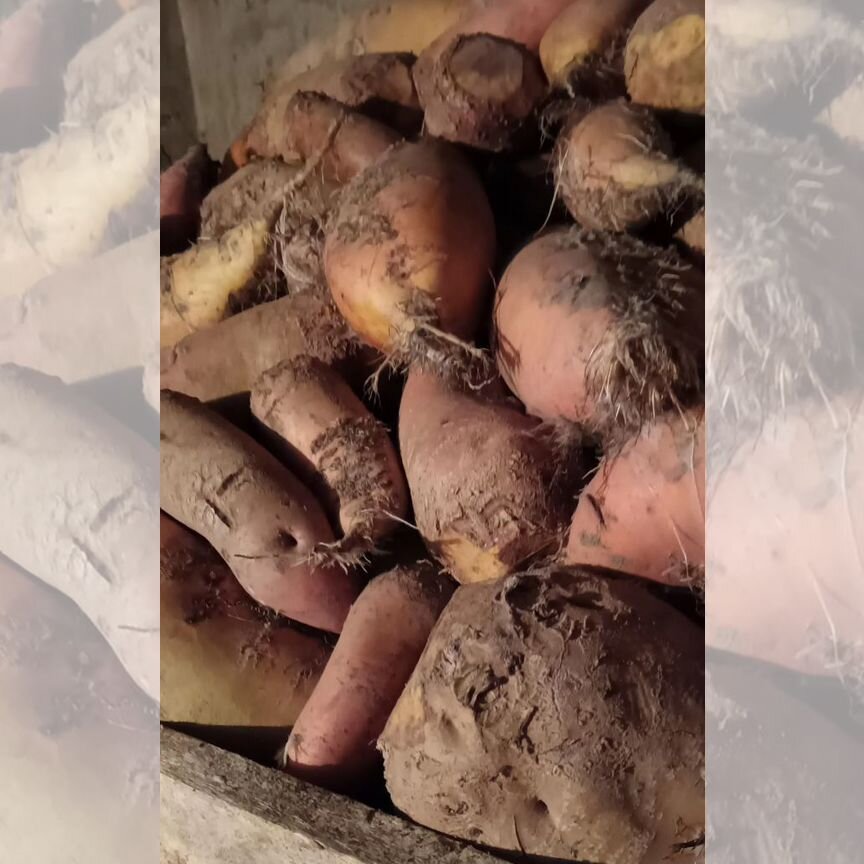 Свекла кормовая